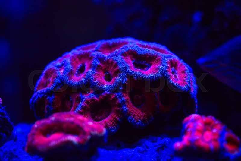 Beautiful and colorful corals in a ... | Stock image | Colourbox