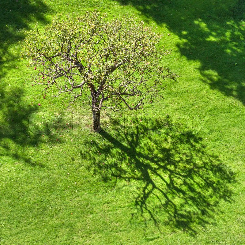Tree with abstract shadow on green ... | Stock image | Colourbox