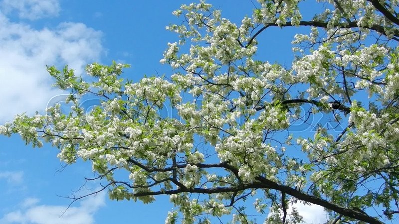 Blossom tree | Stock video | Colourbox