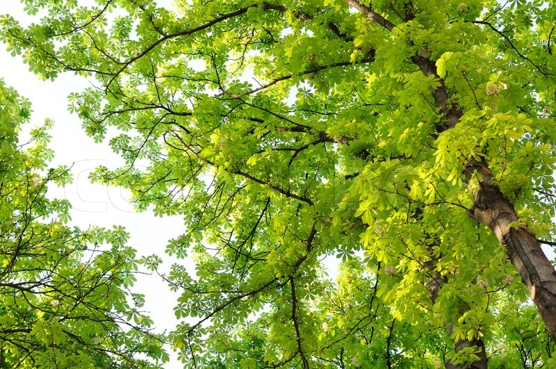 Horse Chestnut (Conker) Trees | Stock Photo | Colourbox