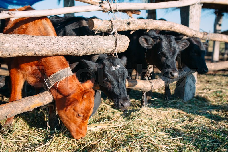 Intensive Animal Farming Cattle