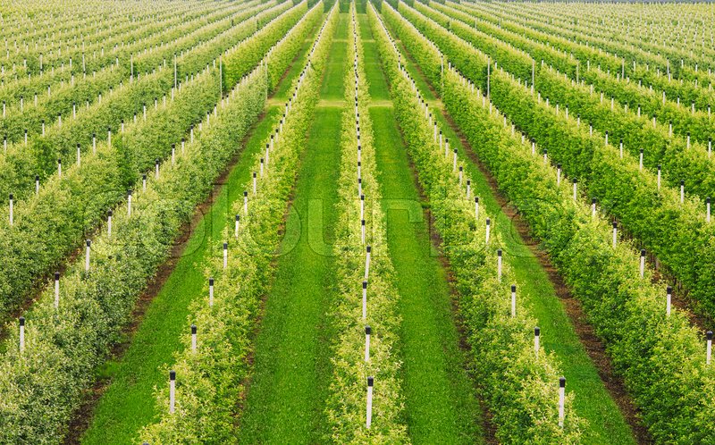 Apple Orchard Rows
