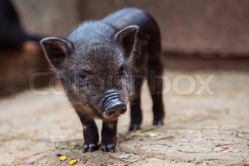 Cute Black Pigs