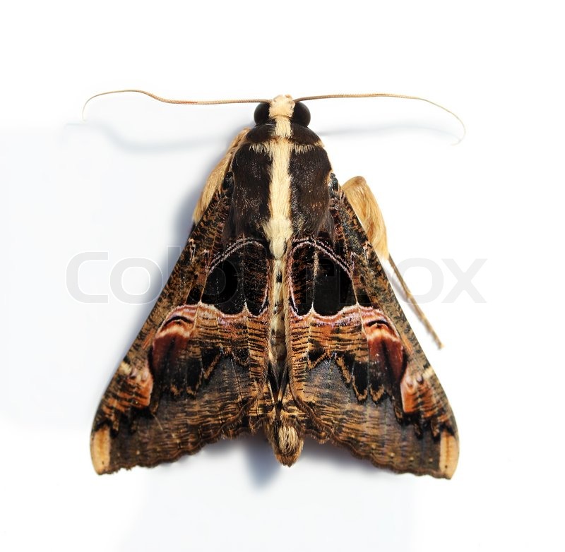 Hairy moth with large wings and ... | Stock image | Colourbox