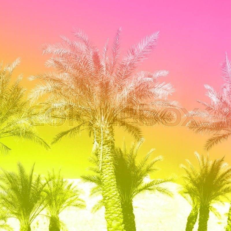 Summer Palm Trees Wallpaper