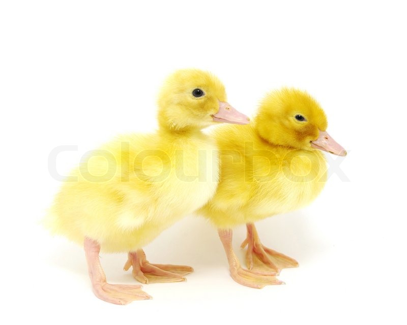 Yellow duck | Stock image | Colourbox