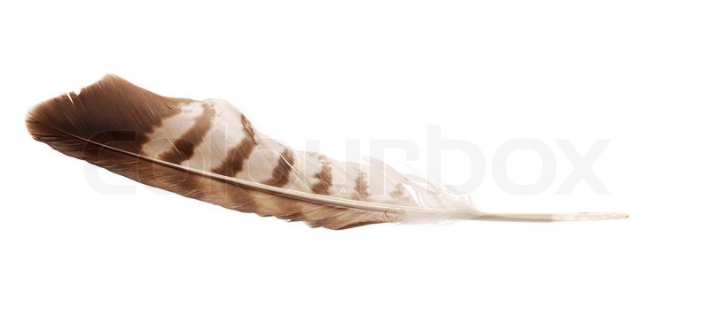 Feather from bird of prey buzzard | Stock image | Colourbox