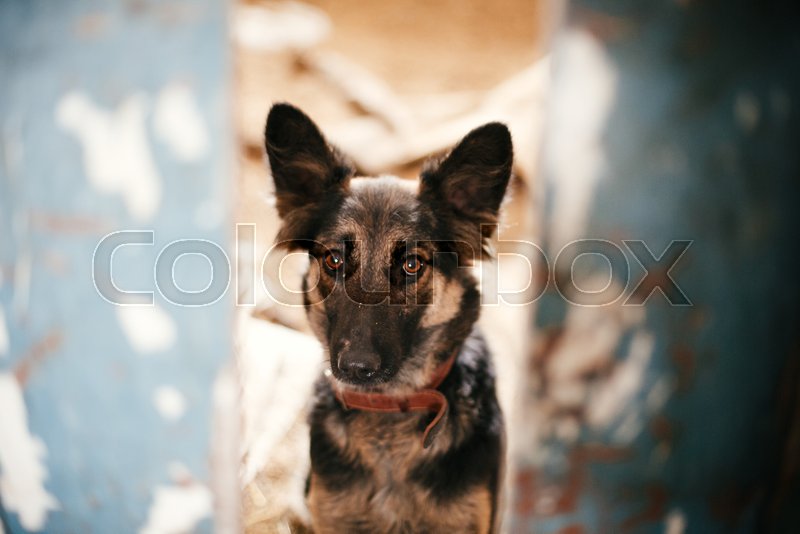 Scared German Shepherd
