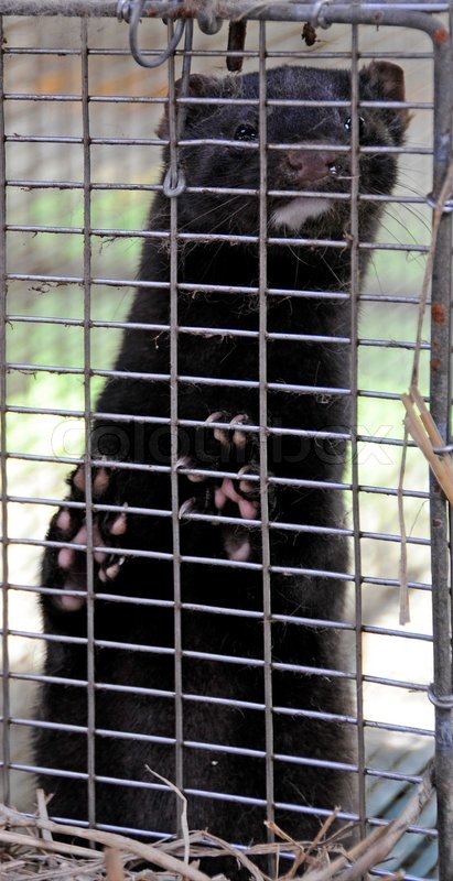 Mink farm | Stock foto | Colourbox