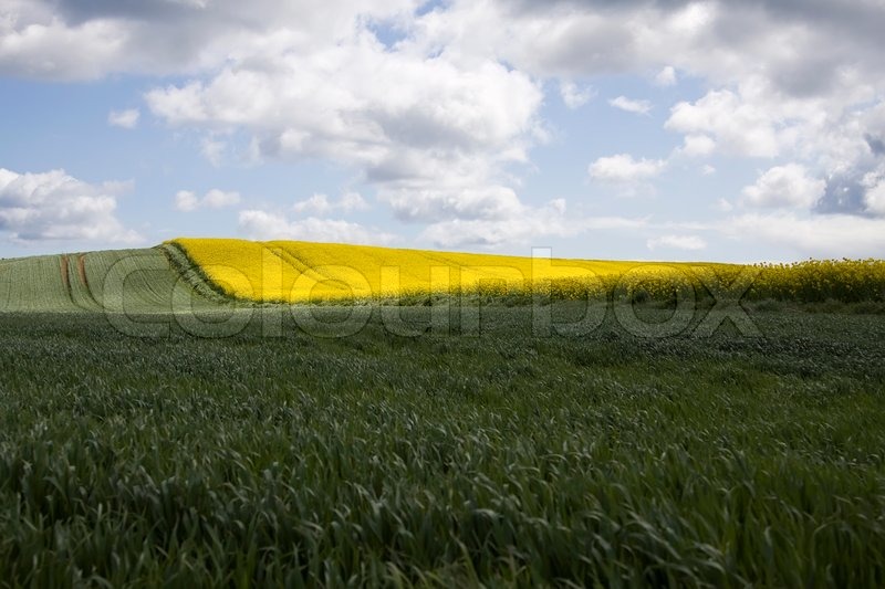 Dansk, mark, danmark | Stock foto | Colourbox