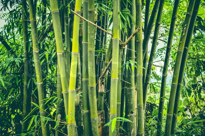 Fresh bamboo tree in the jungle bamboo ... | Stock image | Colourbox