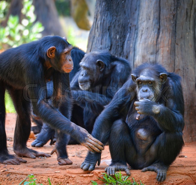 Chimpanzee live in the national park / ... | Stock image | Colourbox