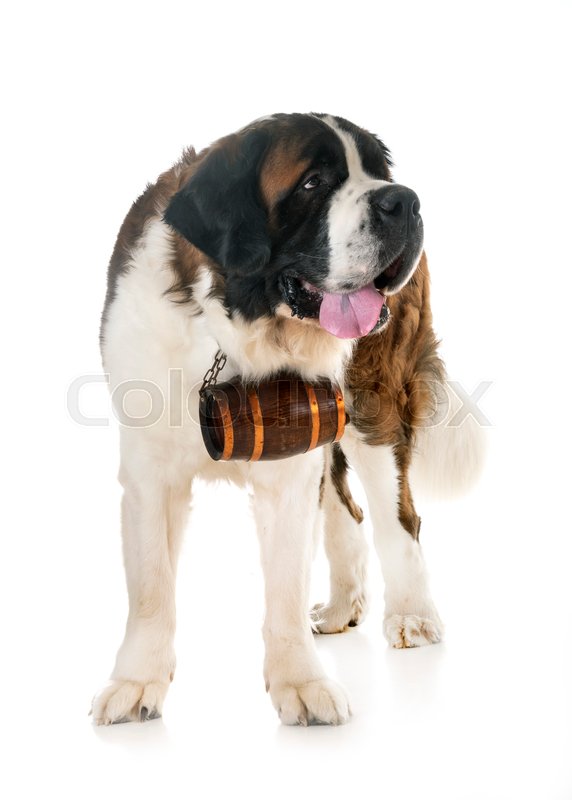 Saint bernard in front of white ... | Stock image | Colourbox