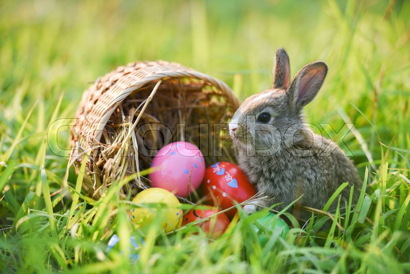 Easter bunny and Easter eggs on green ... | Stock image | Colourbox