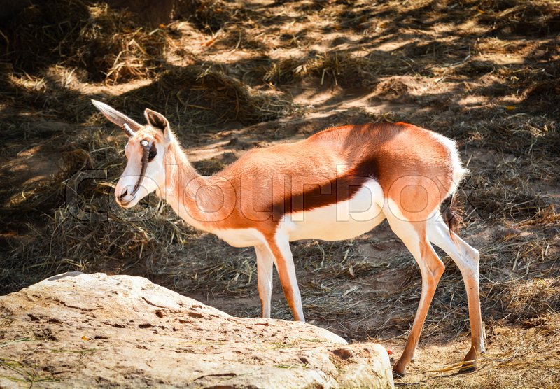 The springbok south africa animals ... | Stock image | Colourbox