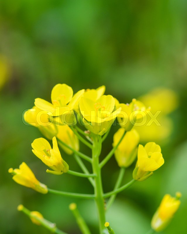 Yellow flower of Chinese cabbage ... | Stock image | Colourbox