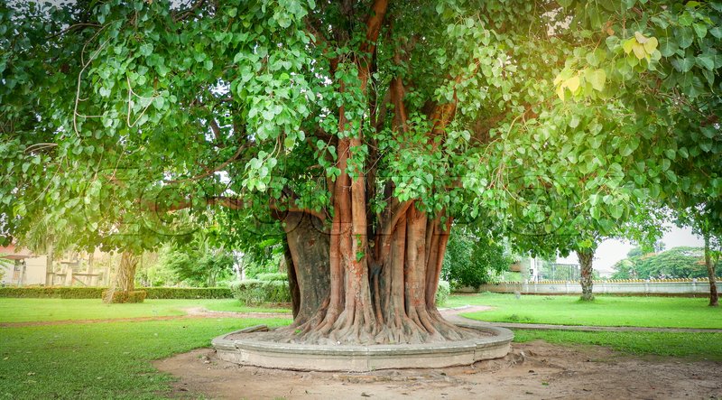 Bodhi tree and green bodhi leaf with ... | Stock image | Colourbox