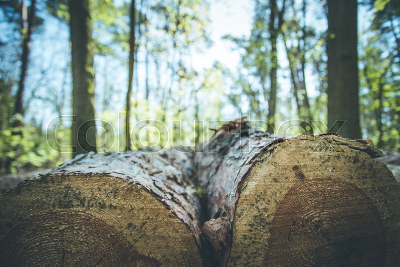 Close up picture of a fallen tree ... | Stock image | Colourbox