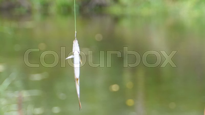 Caught Fish Dangles on a Hook Suspended ... | Stock video | Colourbox