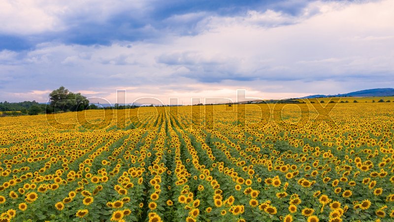 Aerial view of sunflower field at ... | Stock image | Colourbox
