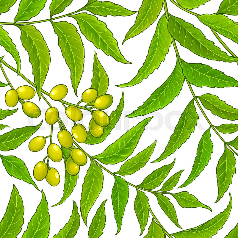 Neem Leaf Vector