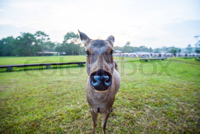 Deer face and head / close up of red ... | Stock image | Colourbox