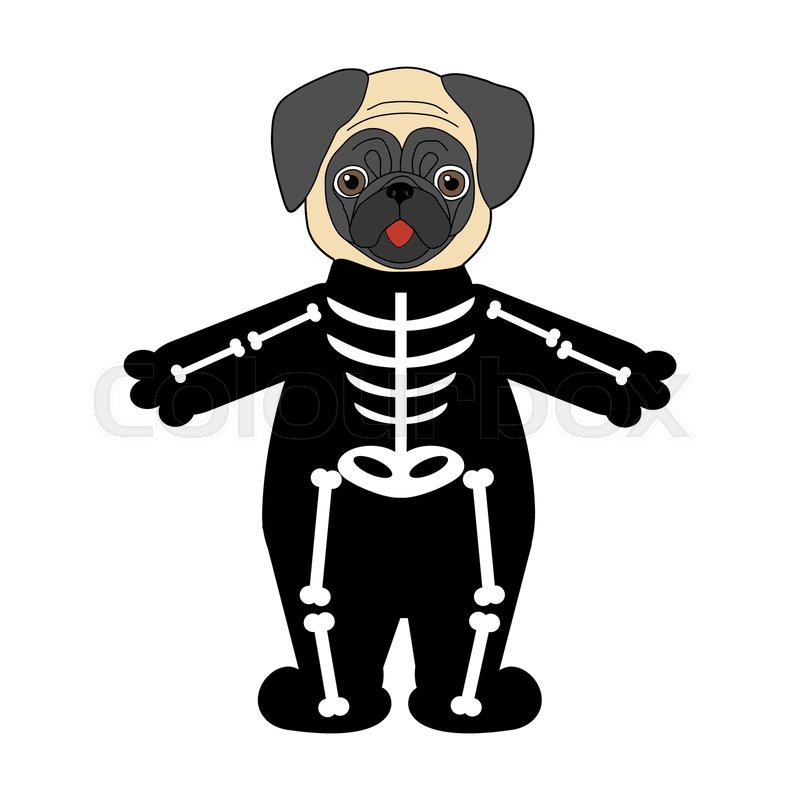 Halloween pug in skeleton costume ... | Stock vector | Colourbox