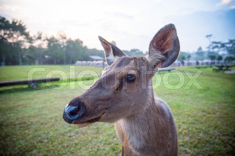 Deer face and head / close up of red ... | Stock image | Colourbox