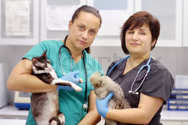 Doctors at the veterinary clinic at ... | Stock image | Colourbox