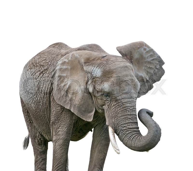 Isolated African Elephant