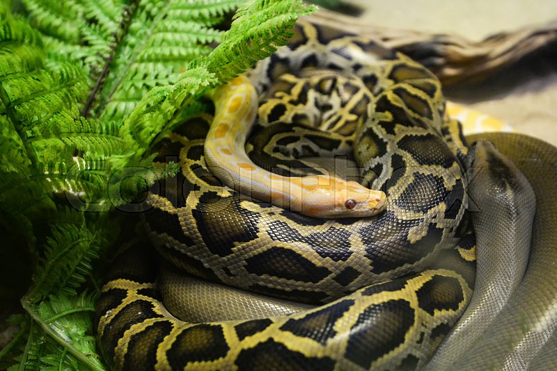 Burmese Python / Close up of gold ... | Stock image | Colourbox