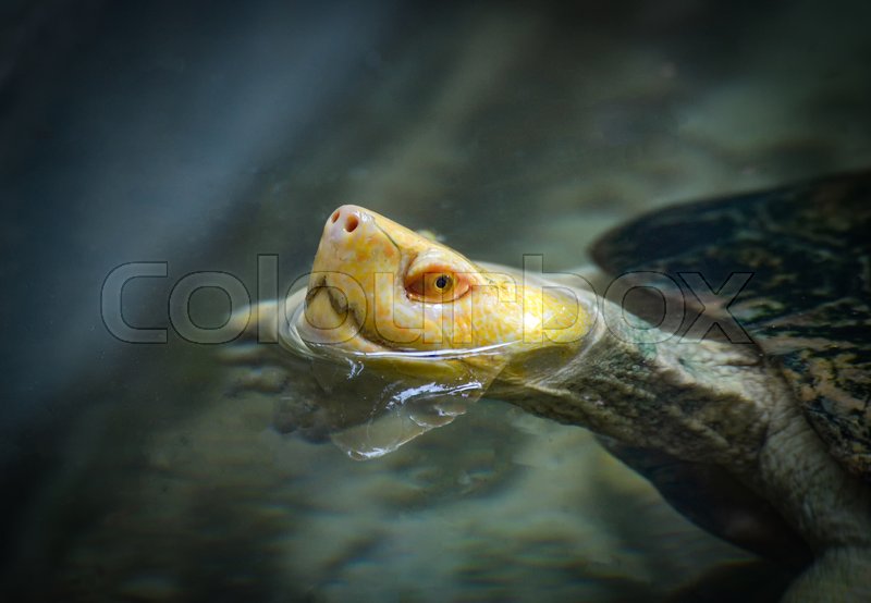 Head turtle / Close up of yellow head ... | Stock image | Colourbox