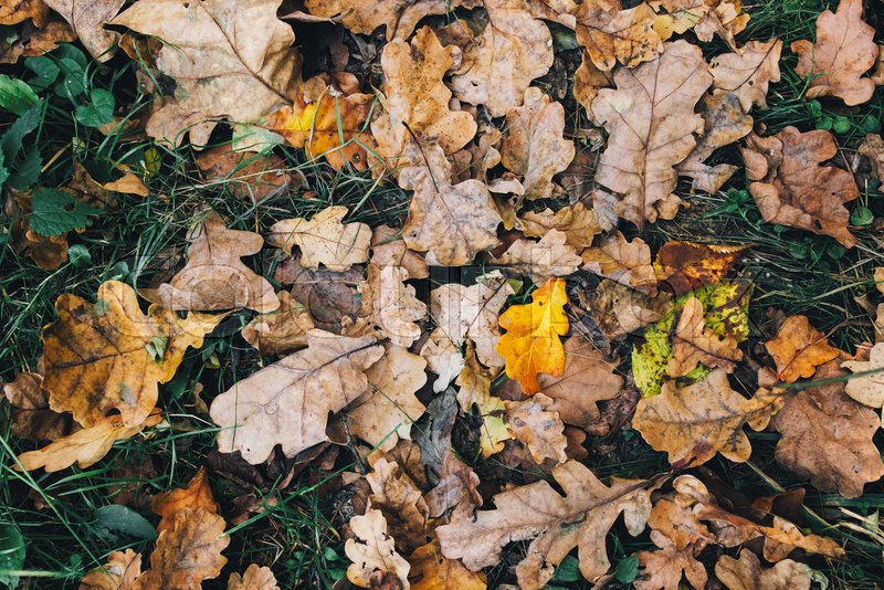 Pretty Fall Leaves Background