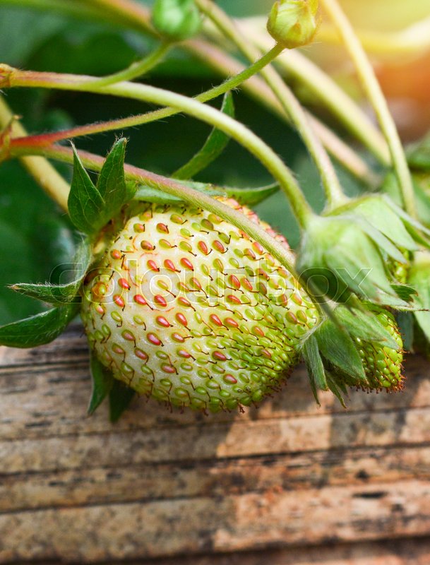 Unripe Strawberry
