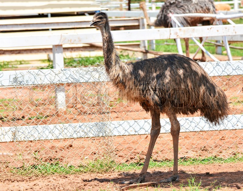 Emu Bird Farming
