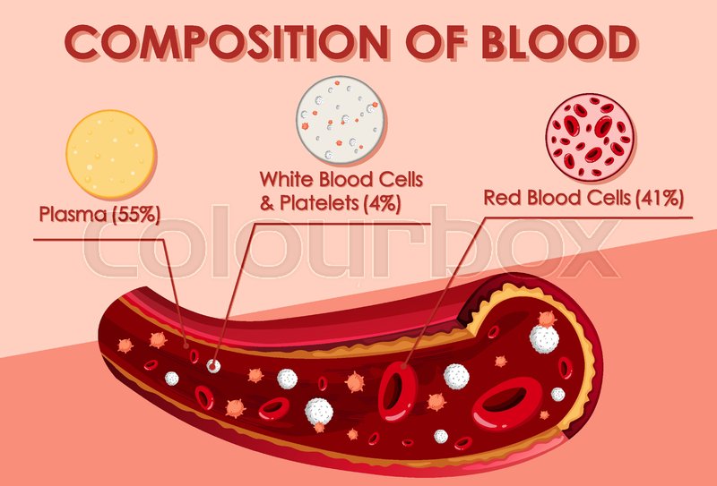 Diagram showing composition of blood ... | Stock vector | Colourbox