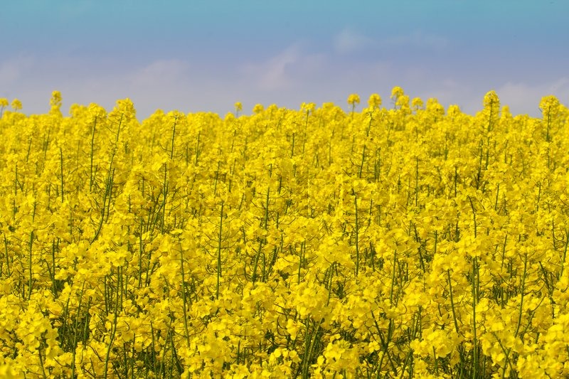 Raps mark i fuldt flor i foråret | Stock foto | Colourbox