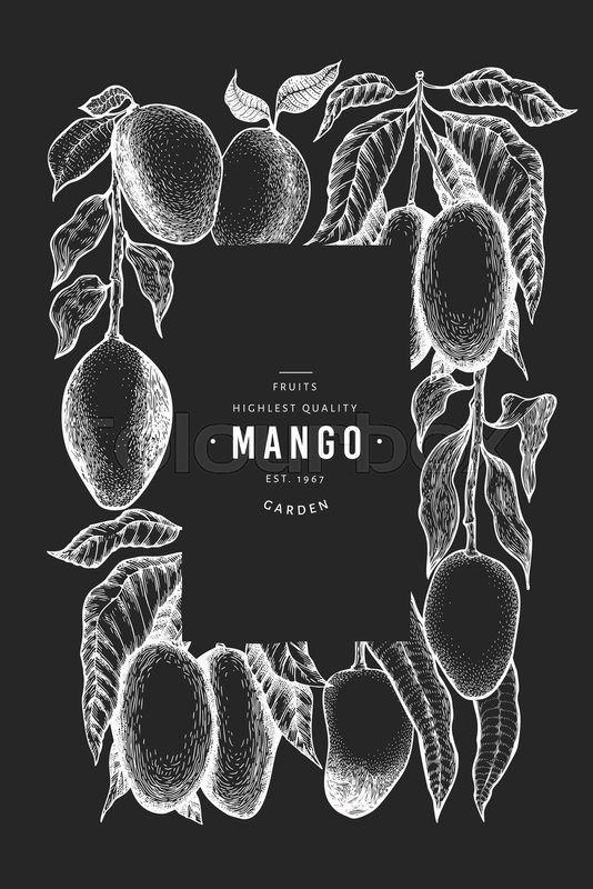 Mango design template. Hand drawn ... | Stock vector | Colourbox