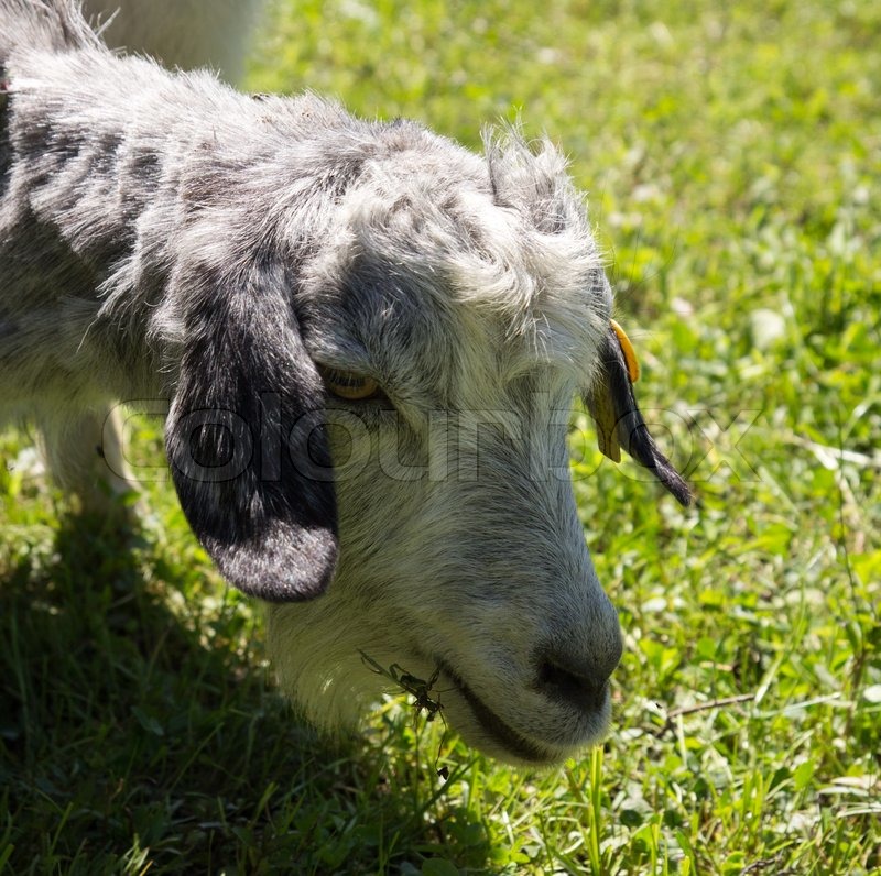 Goat on the nature | Stock image | Colourbox