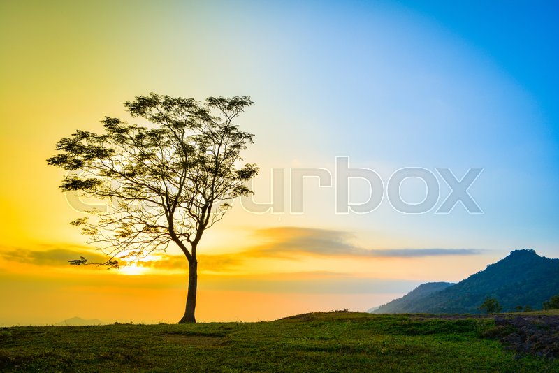 One tree sunset / The tree on slope ... | Stock image | Colourbox
