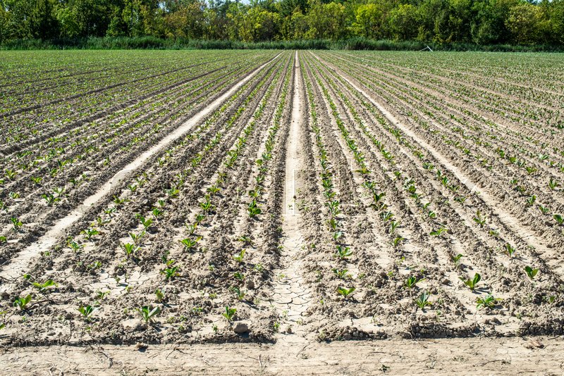 Sugar beet plantation in a row. Growing ... | Stock image | Colourbox