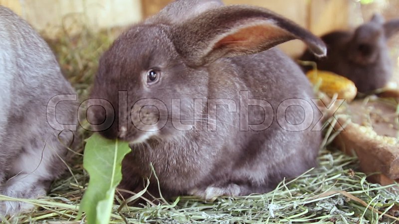Little gray rabbit portrait eating ... | Stock video | Colourbox