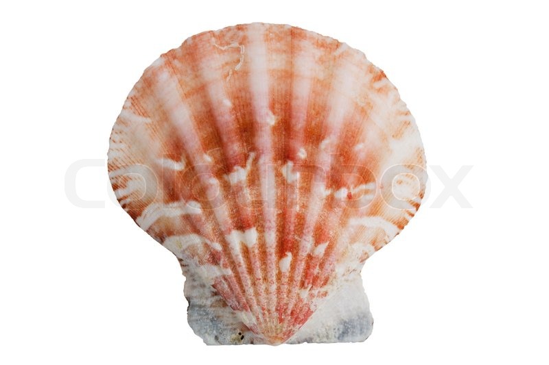 Pink shell clam ocean | Stock Photo | Colourbox