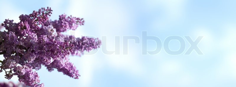 Abstract banner with lilacs flowers ... | Stock image | Colourbox