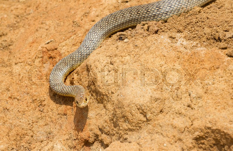 Crawling Animals Snake