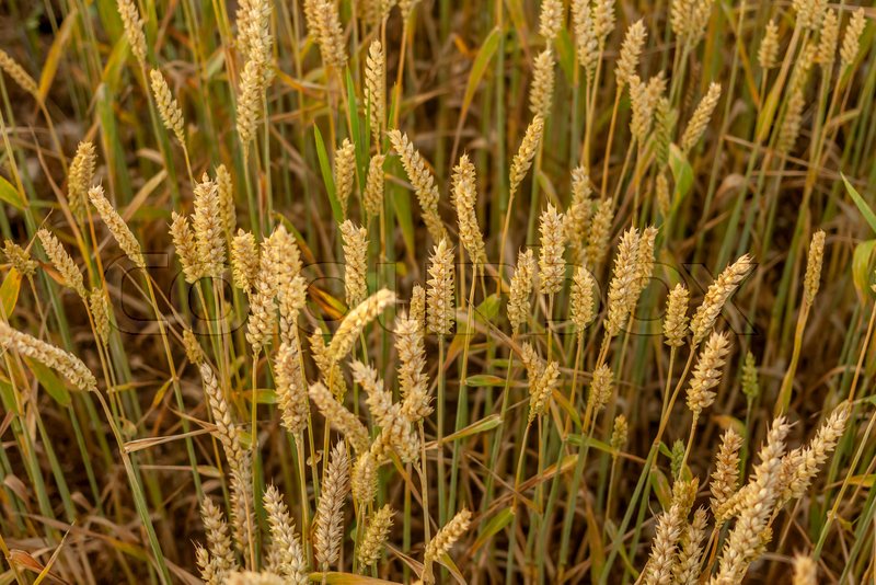 Wheat yellow beautiful field backgrpund ... | Stock image | Colourbox