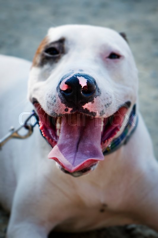 Closeup of a male mongrel dog mix of ... | Stock image | Colourbox