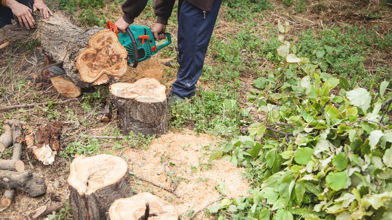 Man cutting wood with a chainsaw. | Stock image | Colourbox