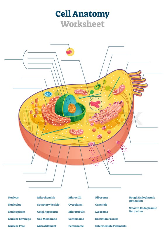 Human Cell Diagram Worksheet