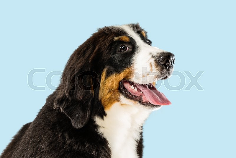 Berner sennenhund puppy posing. Cute ... | Stock image | Colourbox